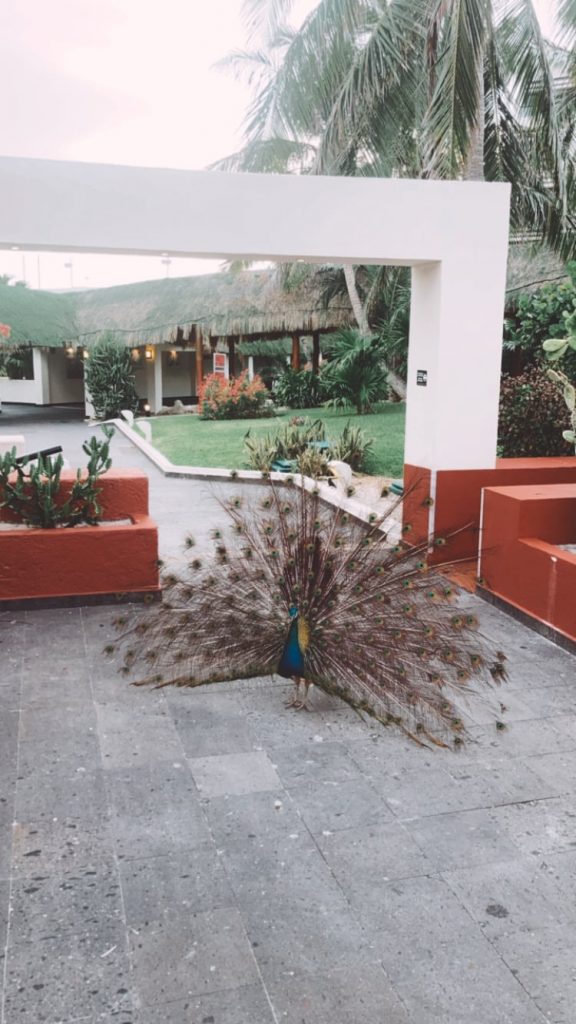 Que faire à Cancun : micro-guide pour une escale curieuse