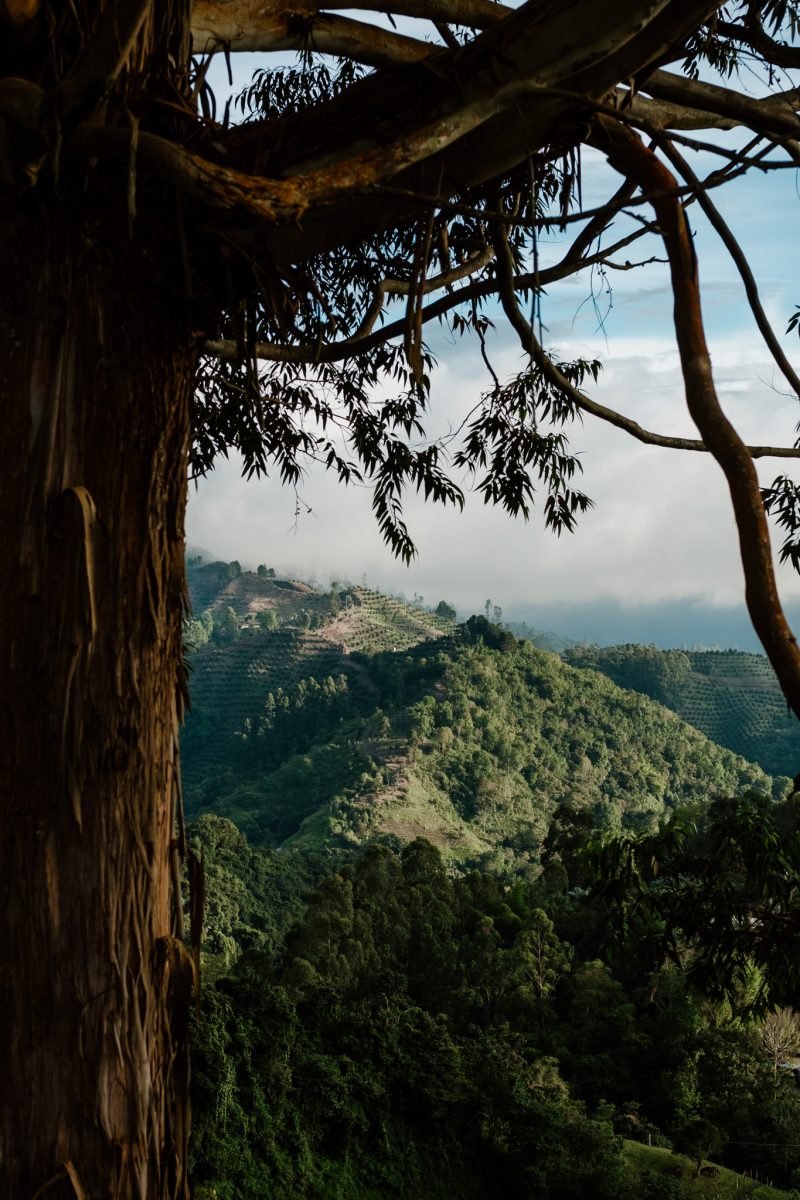 Visiter Salento : le guide complet du village et vallée de Cocora