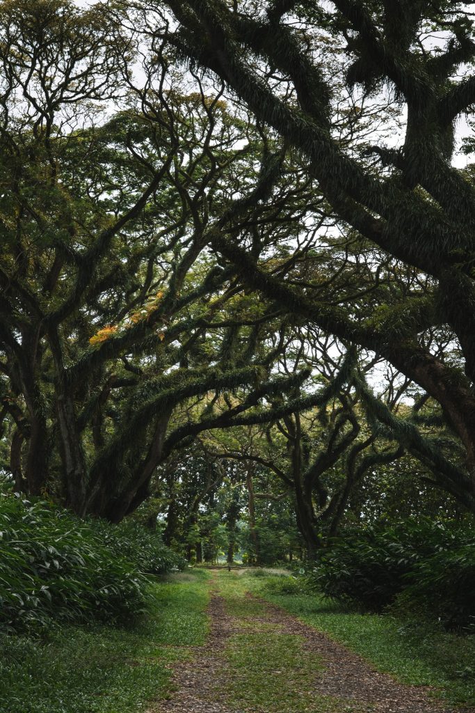De Djawatan Forest : un lieu secret à découvrir à Banyuwangi
