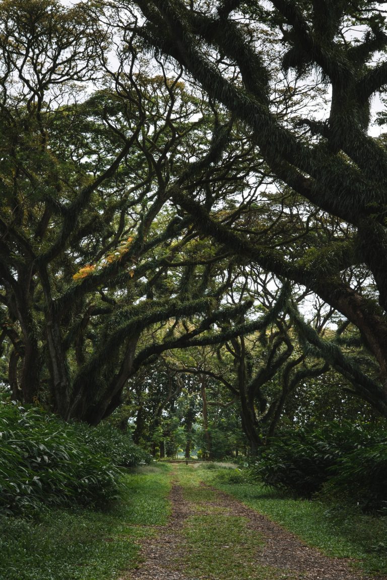 De Djawatan Forest : un lieu secret à découvrir à Banyuwangi
