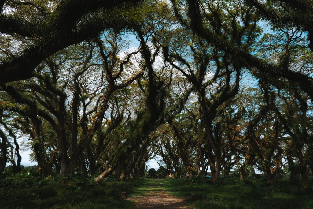 De Djawatan Forest : un lieu secret à découvrir à Banyuwangi