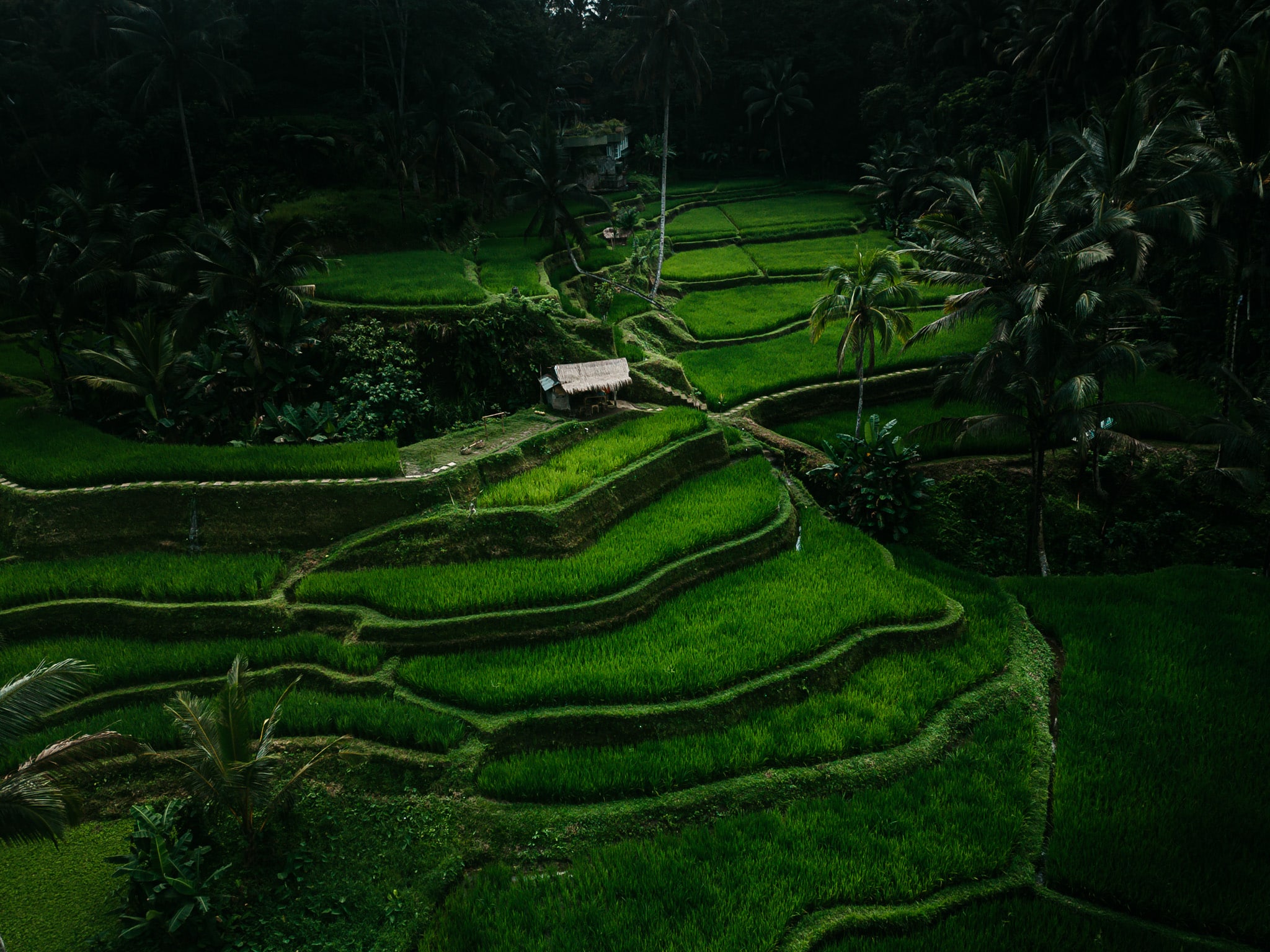 Visiter Ubud à Bali : Temples, restaurants, rizières, que faire