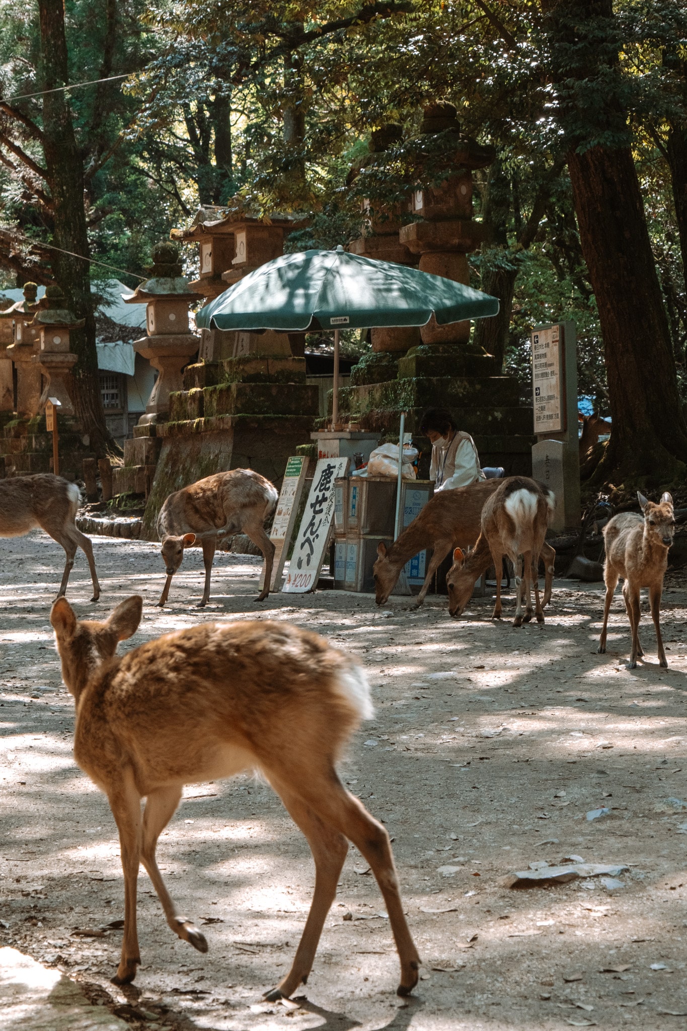 Visiter Nara et son parc au Japon : que faire en une journée